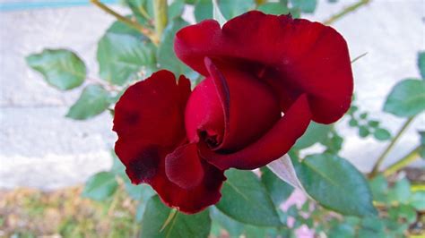 Flor Natureza Plantar Foto Gratuita No Pixabay Pixabay