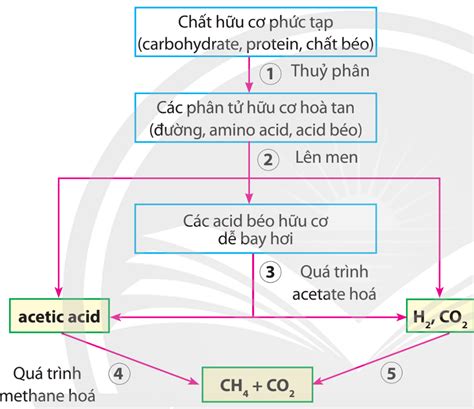 Chuyên đề Sinh học 10 Chân trời sáng tạo Bài 11 Vi sinh vật trong phân
