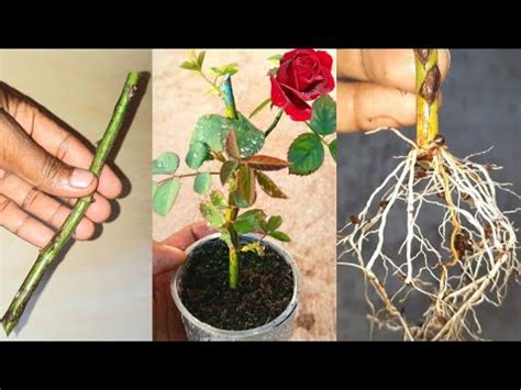 How To Grow Rose Plant From Cuttings Rose Cutting Video Easy Way To
