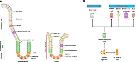 Frontiers Intestinal Stem Cells And Immune Cell Relationships