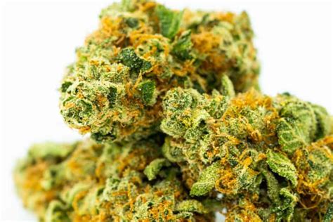 Dosi Cake Weed Strain Review Information