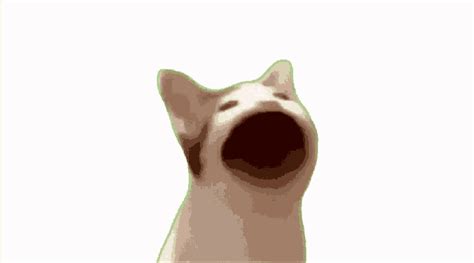 Pop Cat Pop Cat Meme Discover Share Gifs