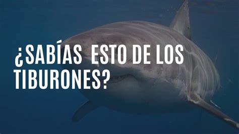 As Mbrate Con La Incre Ble Habilidad Olfativa De Los Tiburones Youtube