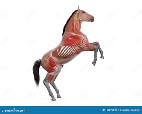 La Anatomía Equina El Sistema Muscular Stock de ilustración