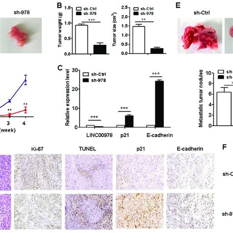 Downregulation Of LINC00978 Inhibits HCC Tumorigenesis In Vivo A Tumor