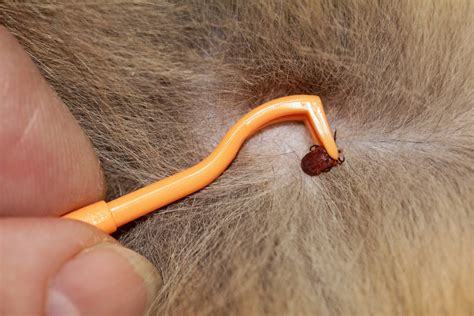 Cómo quitar una garrapata a un gato Arsveterinaria