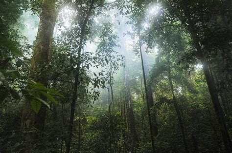 Flora y fauna de la selva tropical para niños