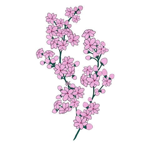 Ilustração De Flores De Cerejeira Rosa PNG Flores De Cerejeira