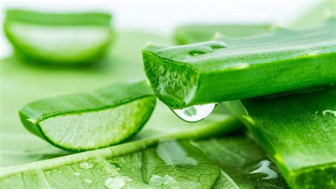Beneficios Del Aloe Vera Para La Salud