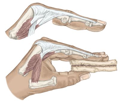 Purposeful Movement Of Hand And Wrist Flashcards Quizlet