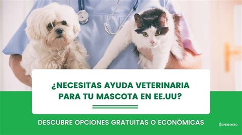 Cuánto cobra un veterinario por consulta en Estados Unidos Descubre