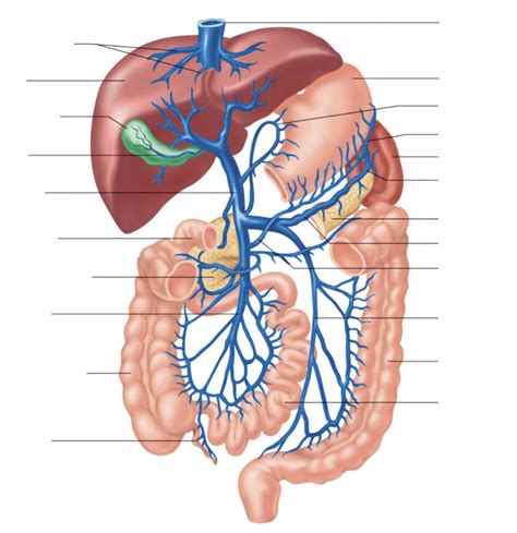 Hepatic Portal System Diagram Quizlet
