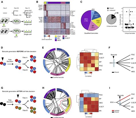 Parallel Single Cell RNA Seq And Genetic Recording Reveals Lineage