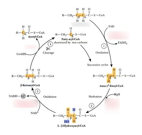 Beta Oxidation Cycle