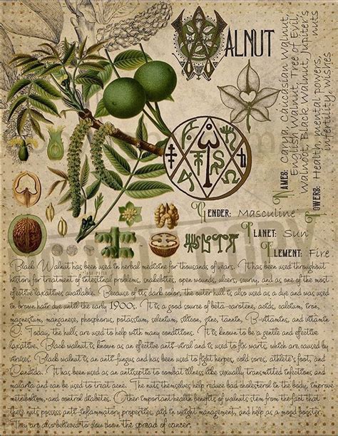 Pin By Aggamemnon43 On Witchcraft Pagan Book Of Shadows Witch Books