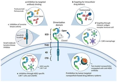 Molecular Biology Of The Erbb Signaling Pathway Encyclopedia Mdpi