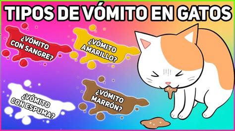 Por qué mi gato vomita saliva Descubre las posibles causas 2025