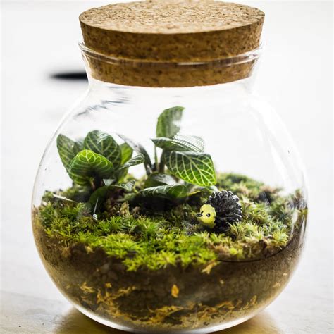 12 conseils pour faire un terrarium le tuto DIY pas à pas