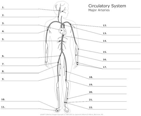 Blank Diagram Of Circulatory System Veins And Arteries Arter