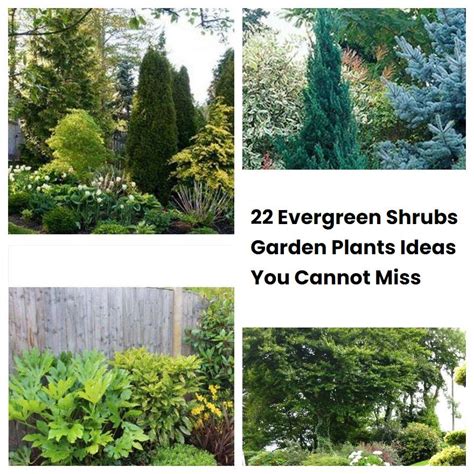 Evergreen Shrubs Garden Plants Ideas You Cannot Miss Sharonsable