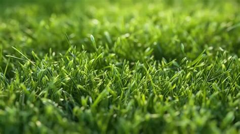 Luscious Spring Green Grass A Refreshing Natural Background Texture