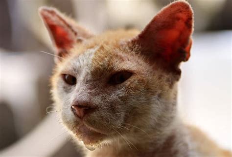 Rinotraqueítis Felina Tratamiento Contagio y Síntomas Blog de Animales