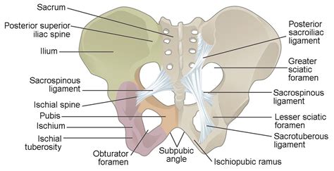 Pelvic Fractures Kwak Talk