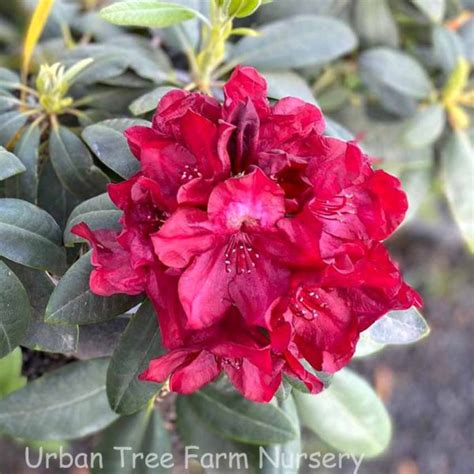 Rhododendron Golden Gate Urban Tree Farm Nursery
