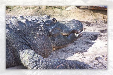 鳄鱼图片素材 编号36199952 图行天下