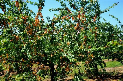 Apricot Prunus Armeniaca Tree Bio Seeds Delicious Fruit Easy To