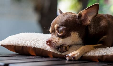 Quel Panier Choisir Pour Mon Chien Jardiland