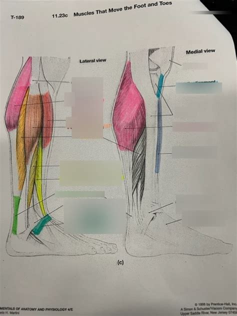 Waru Honors Anatomy Muscles That Move The Foot And Toes Medial And