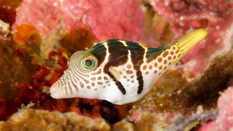 Veja Os Peixes Mais Bonitos Para Seu Aqu Rio Dinho S Reef