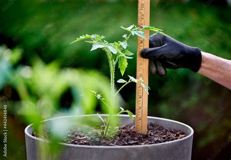 Ruler Measuring Growth On A Newly Planted Tomato Plant In A Container