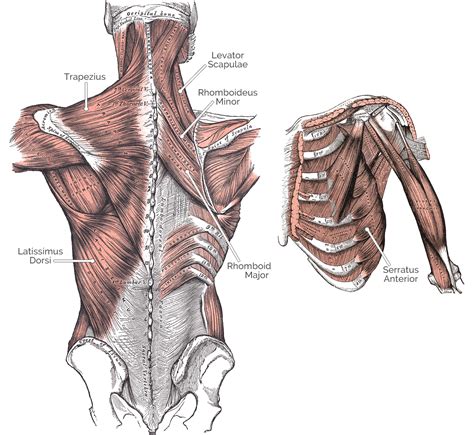 Muscles Of The Scapula