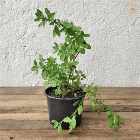 Muda Manjerona Orgânico Erva Aromática