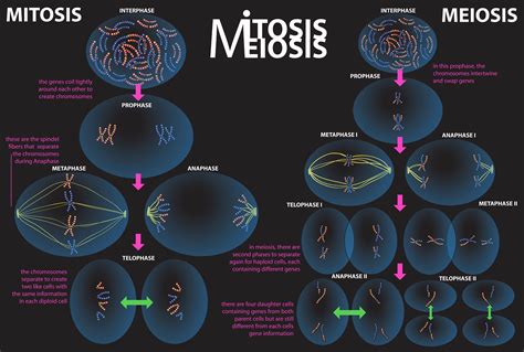 Comparison Of Mitosis And Meiosis