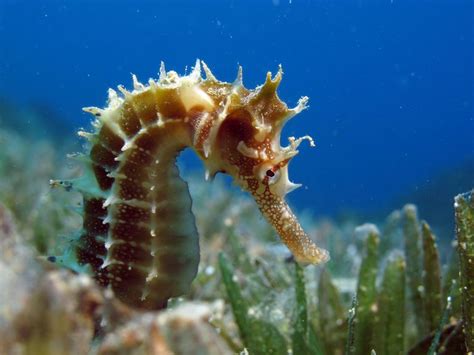 Cosas Que No Sab As Sobre Los Caballitos De Mar Ecverde