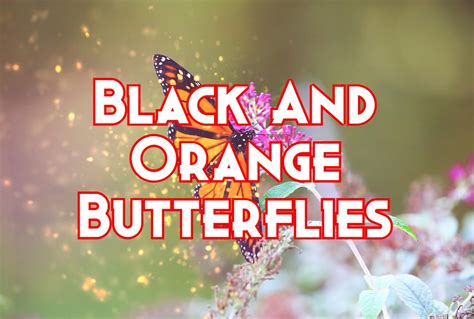 Black And Orange Butterflies Pictures And Identification