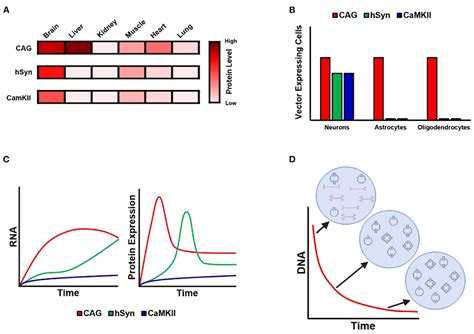 frontiers editorial viral vector based gene therapy in neurological disease the future is now