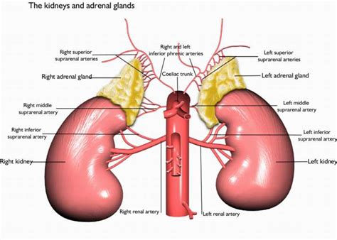 Kidneys And Adrenal Glands Labeled Eccles Health Sciences Library