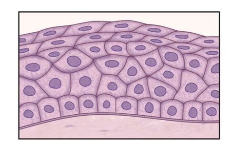 Naming Epithelial Tissues Flashcards Quizlet