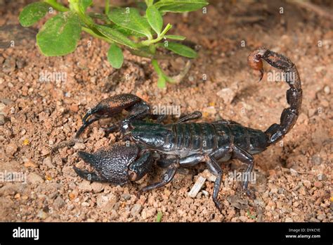 Emperor scorpion pandinus imperator fotografías e imágenes de alta