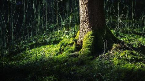 Schwarzwald Wallpapers Wallpaper Cave