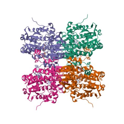 RCSB PDB 1D4F CRYSTAL STRUCTURE OF RECOMBINANT RAT LIVER D244E