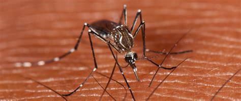 Aedes Aegypti Veja como é o corte de cabelo dos jogadores de futebol e