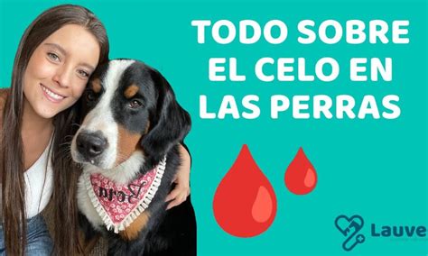 Cuánto tiempo dura el sangrado en una perra durante el celo Todo