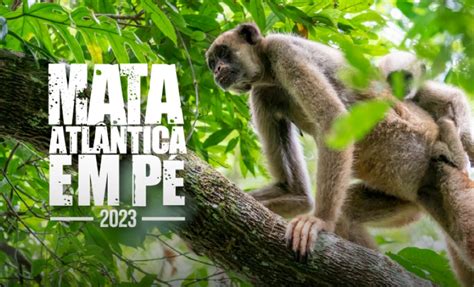 Operação Mata Atlântica em Pé acontece em 17 estados