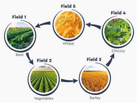 Benefits Of Crop Rotation For Sustainable Agriculture Crop Management