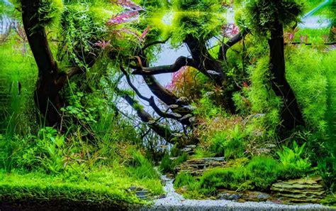 Aquascaping An Aquarium Guide To Aquascape Styles More Artofit